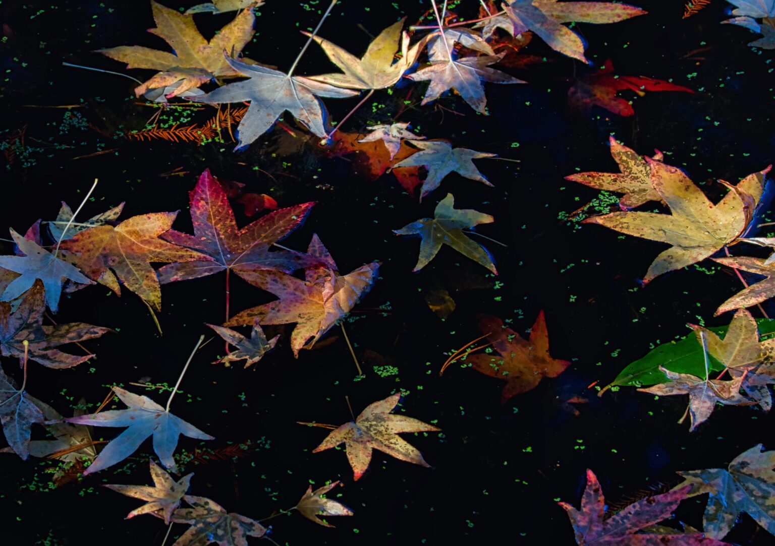 Kickstart your 2025 with our new programme - The Guildford Institute